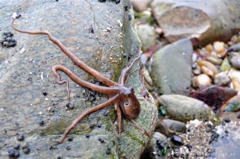 海底生物章鱼高清特写桌面壁纸图片大全 配图网