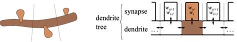 Left A Dendrite Tree Consists Of A Dendrite In Dark Brown And