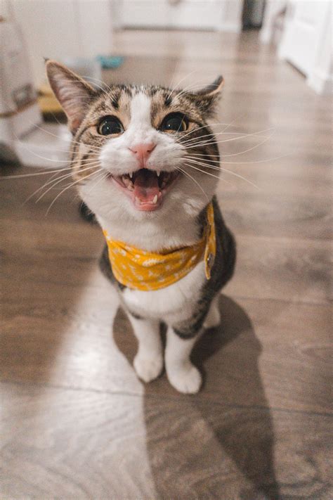 Cat Funny Wallpapers Wallpaper Cave