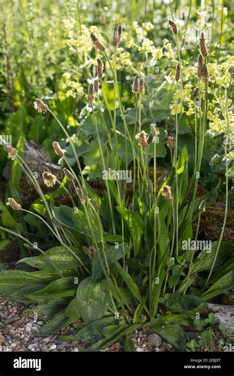 Spitz Wegerich Spitzwegerich Wegerich Plantago Lanceolata Englisch
