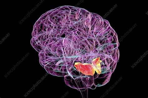 Human Brain With Lingual Gyrus Illustration Stock Image F044 2762