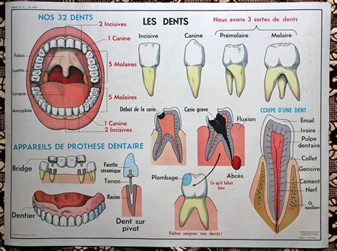 Diagram Of The Different Types Of Teeth