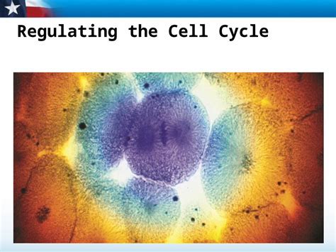 Ppt Regulating The Cell Cycle Learning Objectives Describe How The Cell Cycle Is Regulated