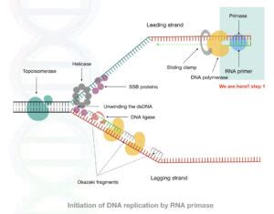 Meet DNA Primase The Initiator Of DNA Replication