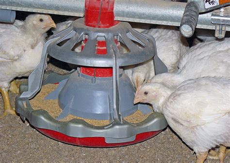 Liberty® Open Grill Feeder For Broilers Chore Time