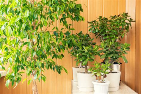 Ficus Benjamini Pflegen Gießen Düngen Schnitt Und Mehr Birkenfeige