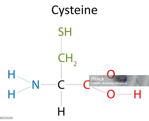 The Chemical Structure Of Cysteine Stock Illustration Download Image