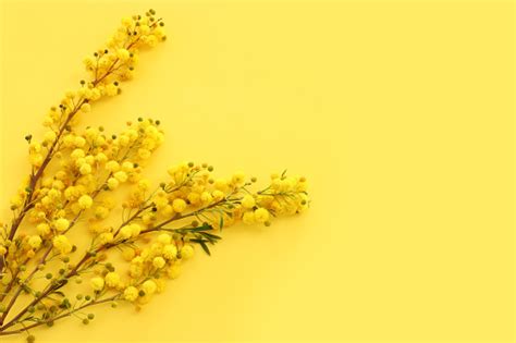 春の黄色のミモザの花の構図背景の上面図画像 まぶしいのストックフォトや画像を多数ご用意 まぶしい カラー画像 クローズアップ