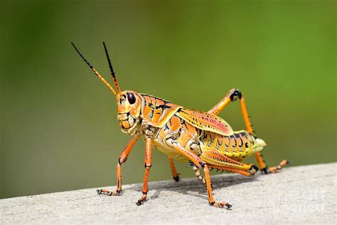 Giant Orange Grasshopper Photograph By Agnes Lankus Pixels
