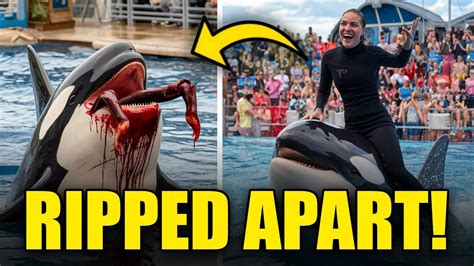 This Recent Orca Attack On Trainer Jessica Radcliffe Shocked The World Youtube