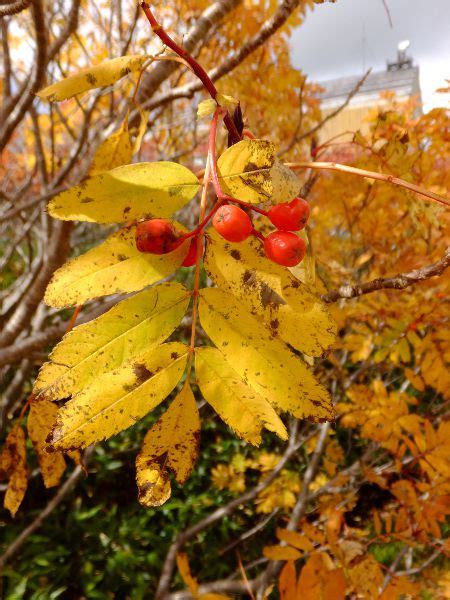 大雪山の初秋の植物2015年9月21日かぎけんWEB