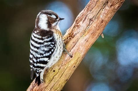 札幌の野鳥 今季もまた冬鳥に恵まれないシーズンとなるのだろうか野幌森林公園でも観察できたのはわずかだったシーズ