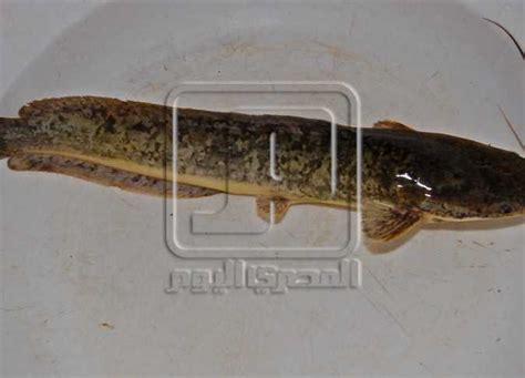 14 نوعًا من الحيوانات والطيور تعيش على ضفاف نهر النيل المصري اليوم