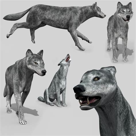 Animated Wolf 3d Model 3d Models Download Free3d