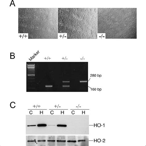 Cellular Phenotype Of Mouse Aortic Endothelial Cells Maecs From Heme