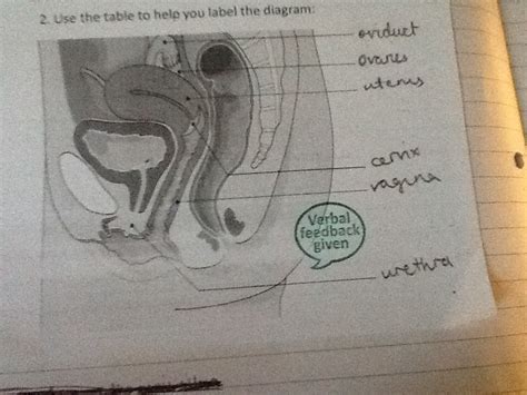 Diagram Of The Female Reproductive System Quizlet
