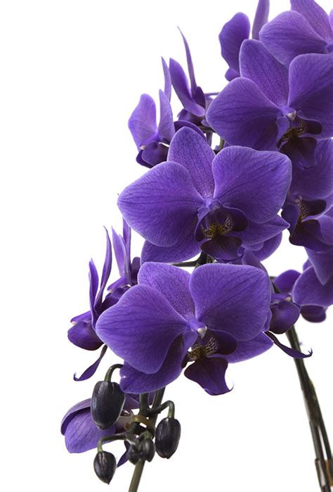 青色の胡蝶蘭ブルージーン特集 正花園