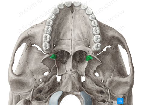 Pterygoid Hamulus Of Sphenoid Bone 4217 Kenhub Image License Store
