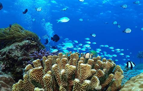 Okinawa｜onna Blue Cave Snorkeling And Diving Experience｜cantonese