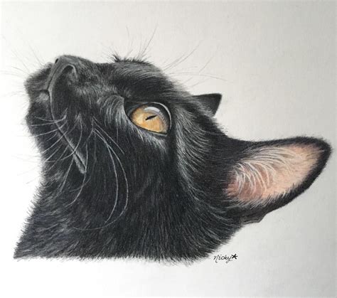 Dramatic Black Cat Colored Pencil Drawing