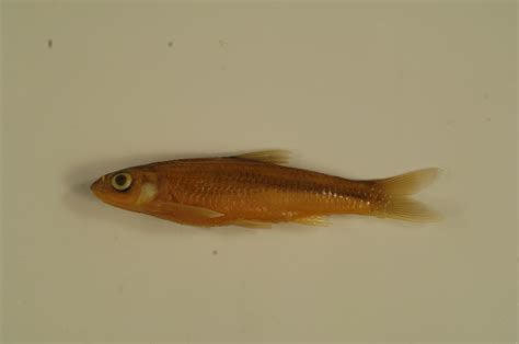 Notropis Blennius
