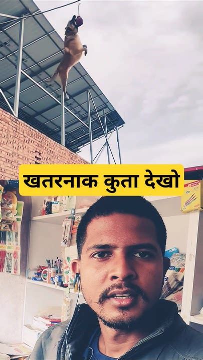 Dender कुता Youtube