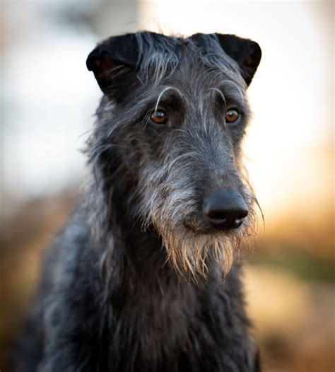 Elevage Scottish Deerhound About Us 1974