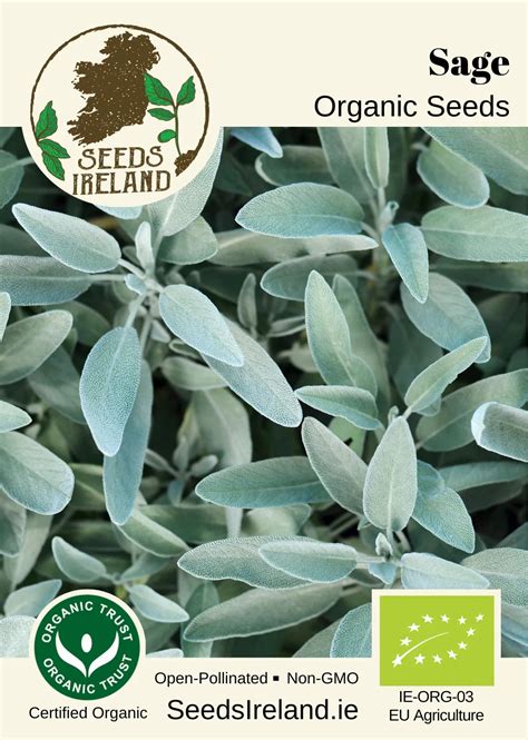 Organic Sage Seeds Ireland Herb Garden Seed