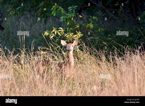 White Tailed Deer Doe Odocoileus Virginianus Stock Photo Alamy