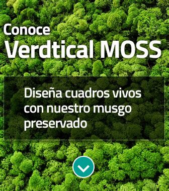 Plantas Para Jardines Verticales Verdtical Magazine