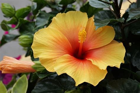 꽃이름 히비스커스 꽃 꽃말 예쁘다 히비스커스차 네이버 블로그