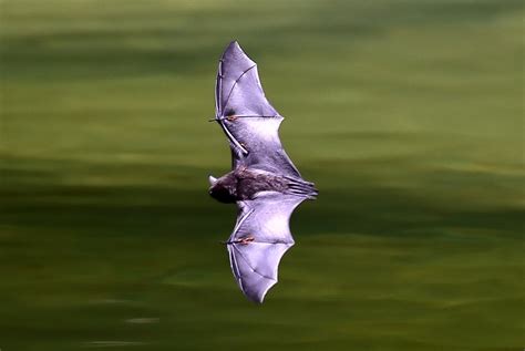 Boffa Miskell Funding A Research Scholarship At The University Of Waikato Boffa Miskell