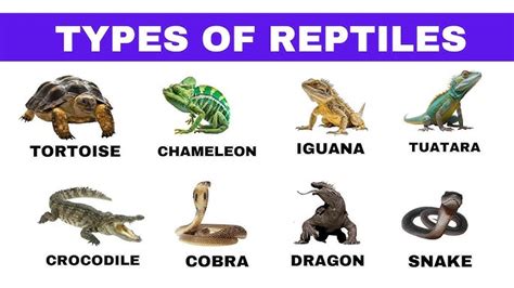 Types Of Reptiles List 735x843
