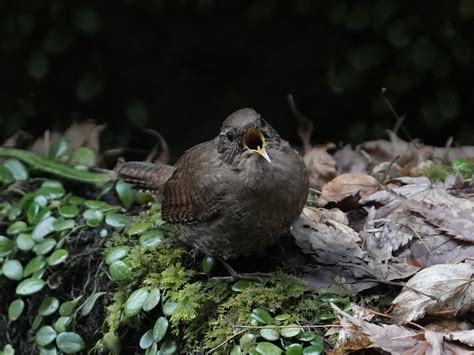 ミソサザイ 2023 02 20 日本の野鳥識別図鑑
