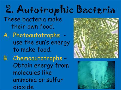 Autotrophic Bacteria