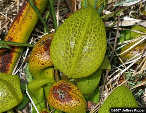 Carnivorous Plants Of North Carolina