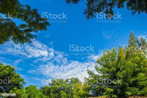 녹색 잎과 노란 꽃 프레임 푸른 하늘 배경 및 복사 공간 녹색의 자연 프레임 푸른 하늘 배경에서 가지를 남겨 주세요 0명에 대한 스톡 사진 및 기타 이미지 Istock