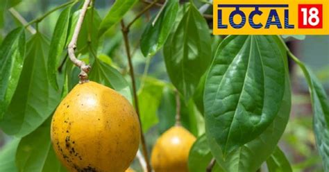 Photos इस फल में हैं बड़े बड़े गुण माइग्रेन डायबिटीज से बचाता है कुचला लेकिन इस्तेमाल में