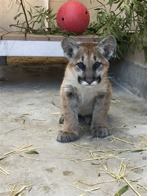 Two Newly Orphaned Mountain Lion Cubs Receiving Tlc At Oakland Zoo