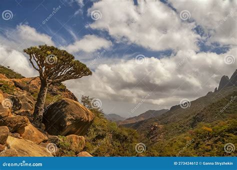 Fantasy Landscape With Dragon Trees And Rocky Canyons Socotra Island