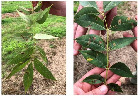 Scouting Aphids Early Uga Pecan Extension
