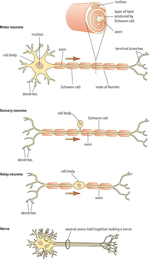 Nerve Cell Structure And Schwann Cells Nerve Cell Structure Nerve