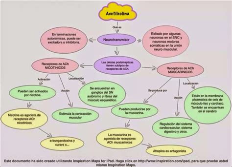 Fisiología Medica Mapa Conceptual De Acetilcolina