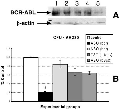 Inhibition Of BCR ABL Expression A In AR 230 Cells After Two Rounds