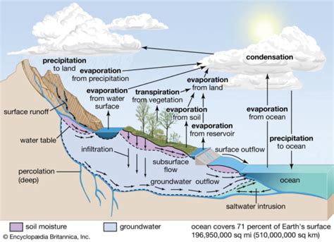 Nutrient Cycle Explained Types Steps And Environmental Impact