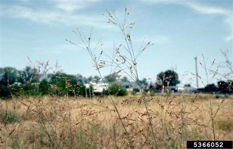 Switchgrass Panicum Virgatum