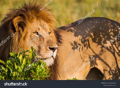 Mufasa And Sarabi Mating
