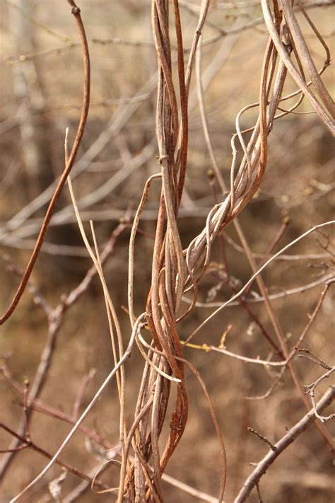 무료 이미지 분기 목재 잎 늙은 가을 흙 플로라 시즌 수염 작은 가지 닫다 덩굴 즐거움 클레 마티스 말린 바이탈 바 꽃 피는 식물 잔디