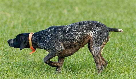 Are German Shorthaired Pointers Smart