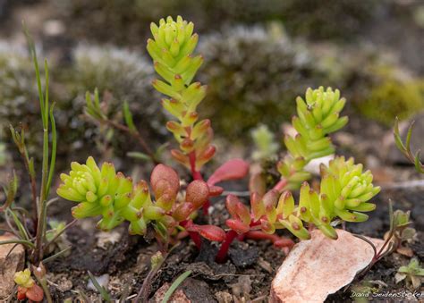 Sedum Pulchellum Widows Cross Care And Culture Travaldos Blog
